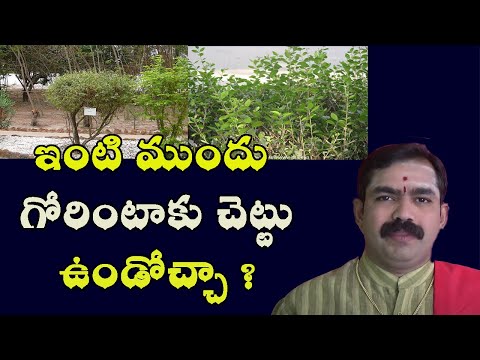 ఇంటి ముందు గోరింటాకు చెట్టు ఉండోచ్చా | Gorintaku Chettu Upayogalu | Sri Chirravuri | Pooja Tv Telugu