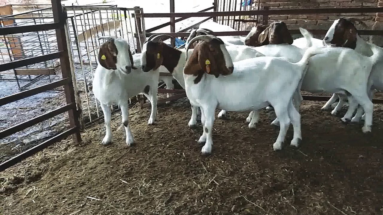 Cabras Chivas Boer de registro disponibles!! - YouTube