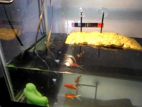 Red Ear Slider Tank Setup - YouTube