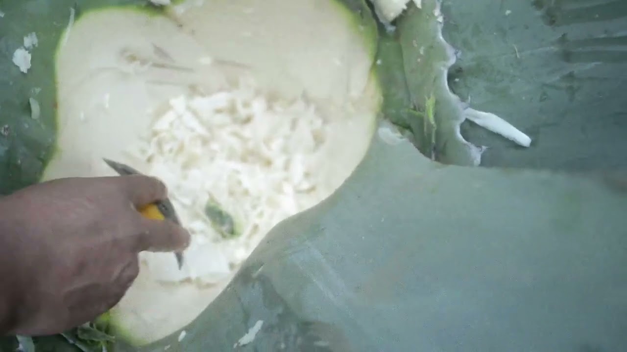Raspando un Maguey - YouTube