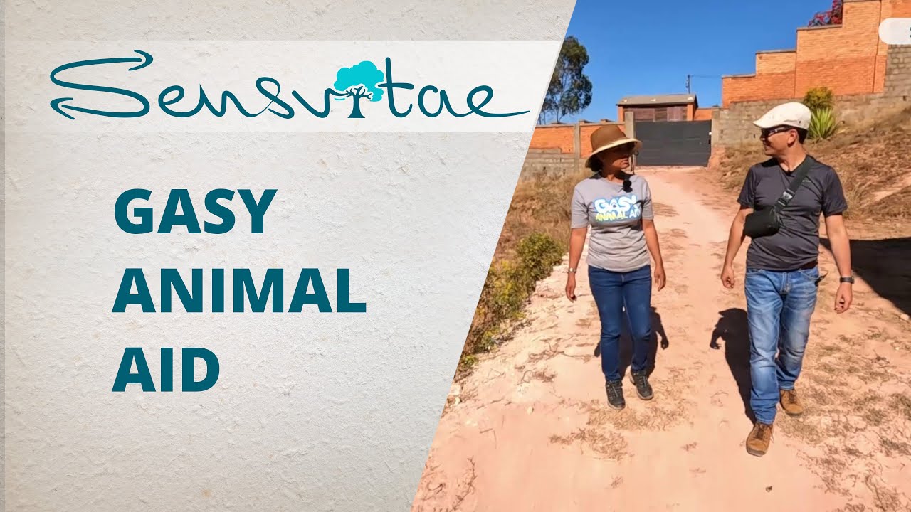 Gasy Animal Aid, refuge pour chiens en détresse à Madagascar - YouTube
