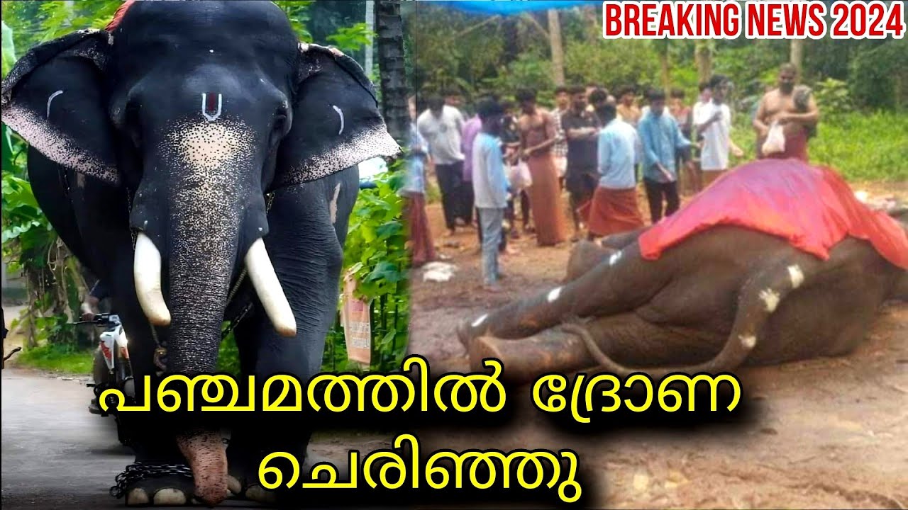 ദ്രോണയും പോയി 😥!പഞ്ചമത്തിൽ ദ്രോണ ചരിഞ്ഞു panchamathil drona elephant ...