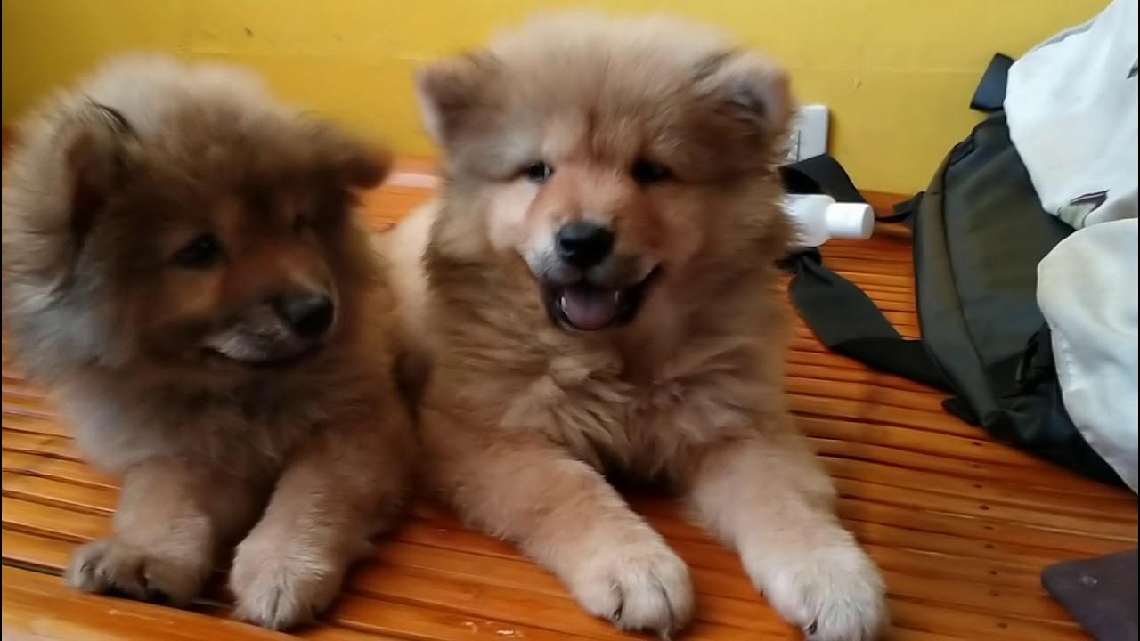 Shein & Zoe the PomChow Lioness - YouTube