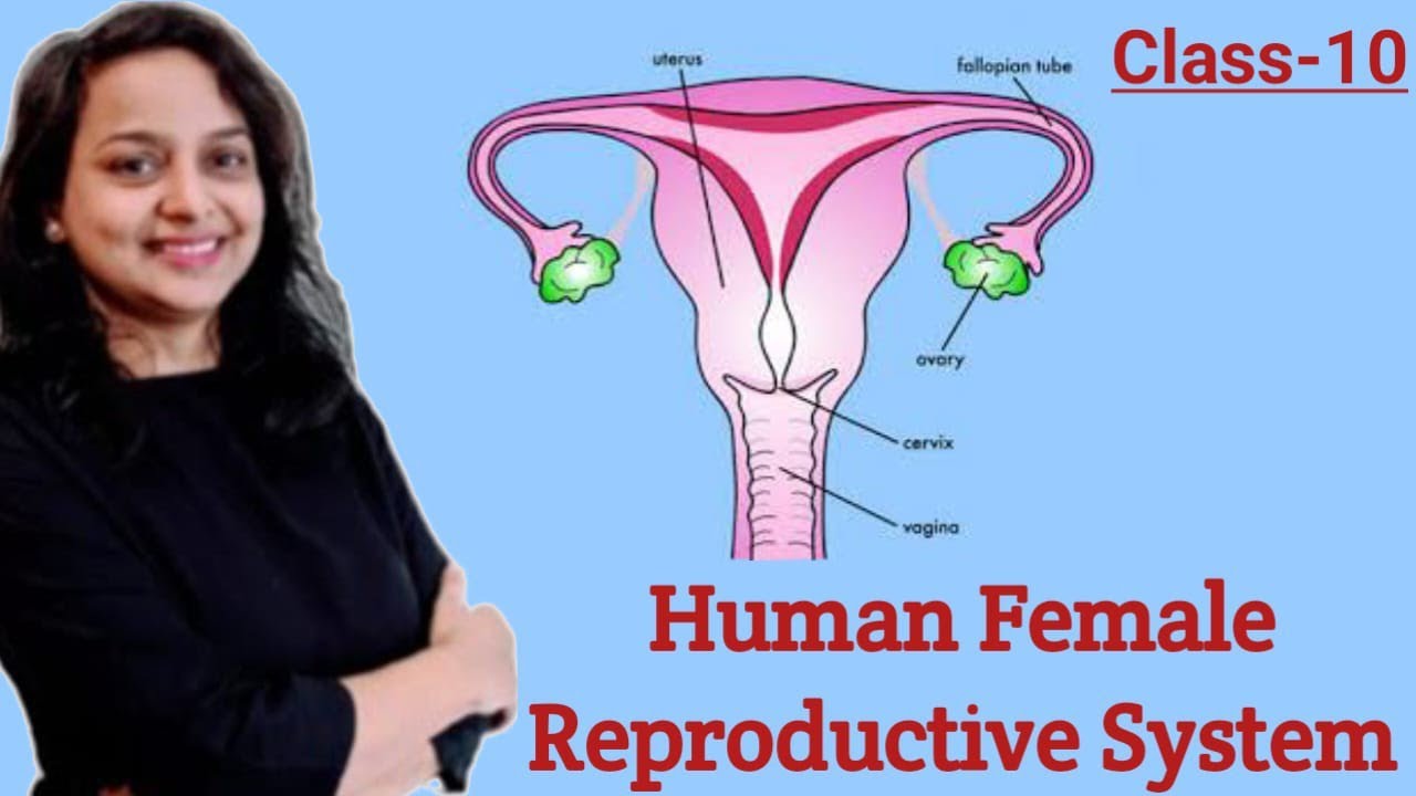 🔴 Human Female Reproductive System | Class 10 | Maharashtra State Board ...