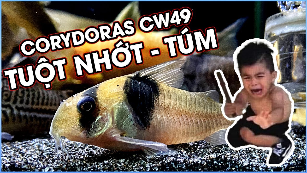 HÀNH TRÌNH CỨU CHỬA CORYDORAS CW49 - TUỘT NHỚT - TÚM - YouTube