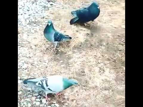 The God Pigeon (Animaniacs) - YouTube