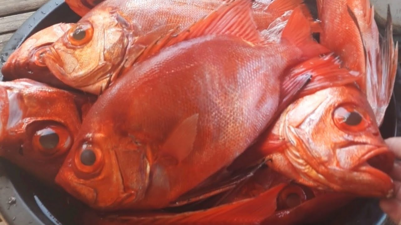 Naka chamba ang daming isdang tingin | using babit | traditional ...