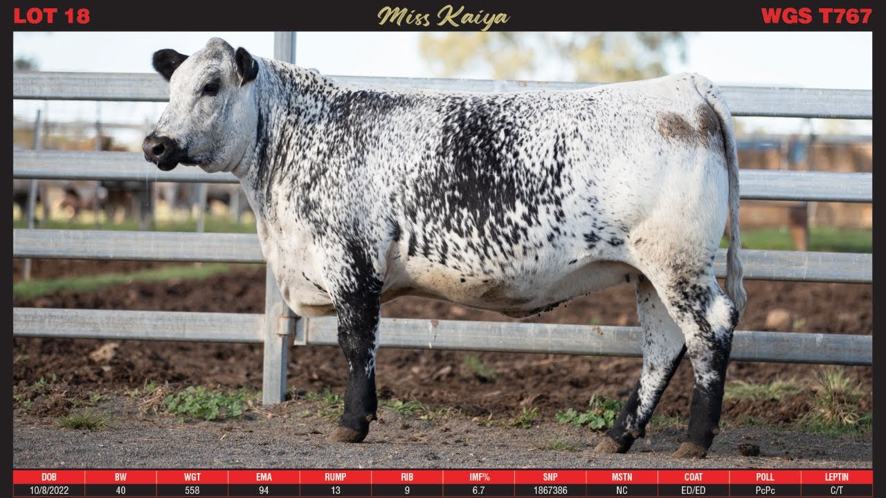 LOT 18 WATTLE GROVE MISS KAIYA T767 - YouTube