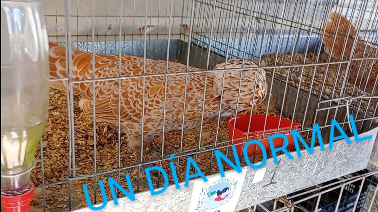 UN DIA NORMAL.🧑‍🌾 - YouTube