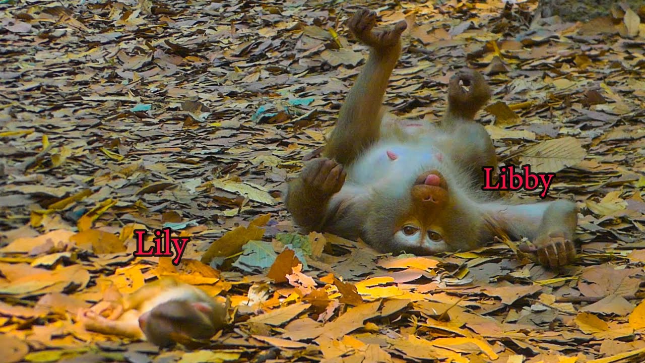 How funny monkey Libby reaction while she is leaving Lily napping on ...