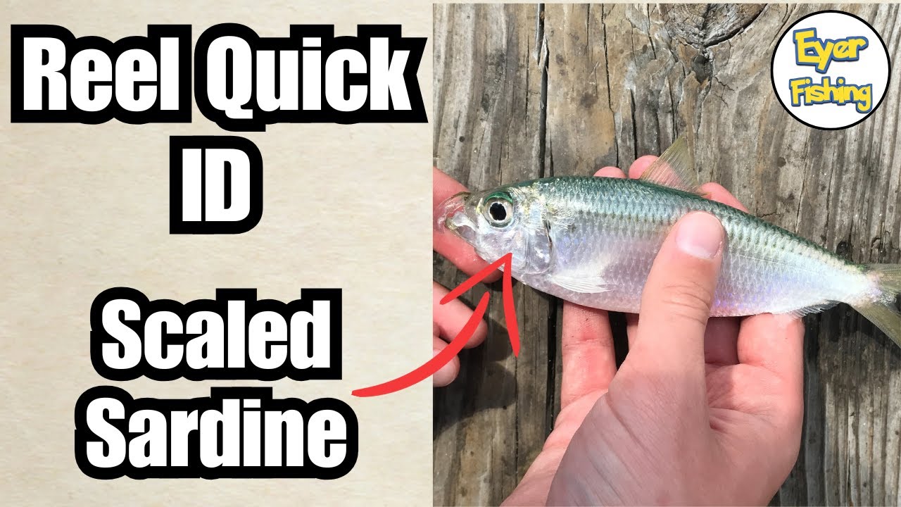 How to Identify Scaled Sardine (Harengula jaguana) | Saltwater Fish ID ...