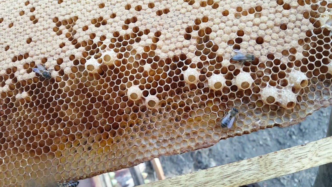 APIARIO ULLOA.....como aprovechar las celdas reales y como colocarlas en las colmenas. - YouTube