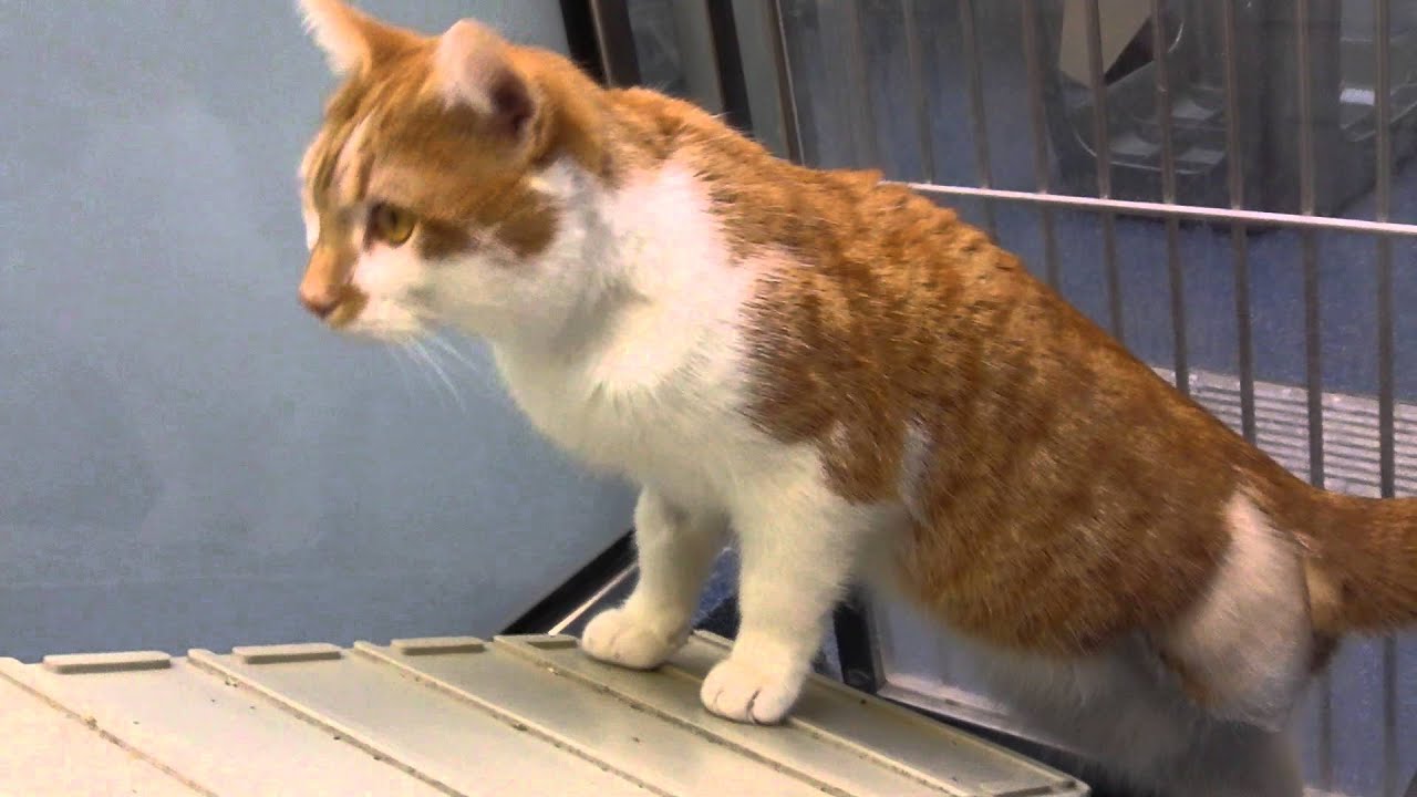 Irrepressible 3-legged Legolas now a pub cat! - YouTube