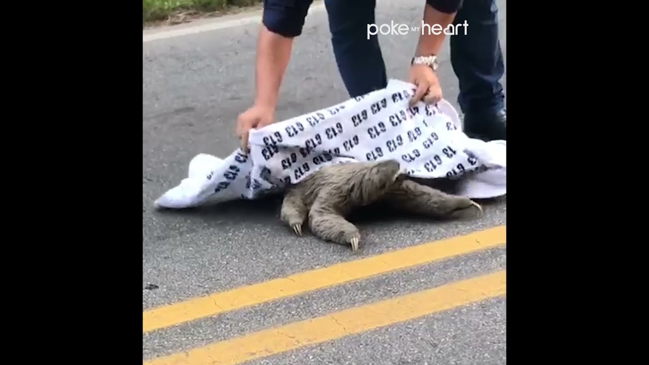 Sloth Extends Arm in Gratitude to Man Who Helped Him Cross Highway ...