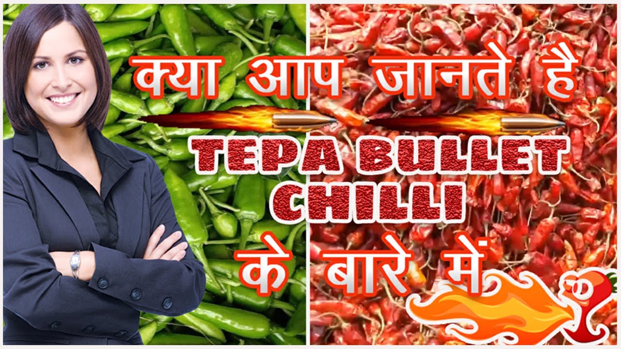 tepa red chilli | bullet chilli | assam hot chilli | आसाम मिर्च - YouTube
