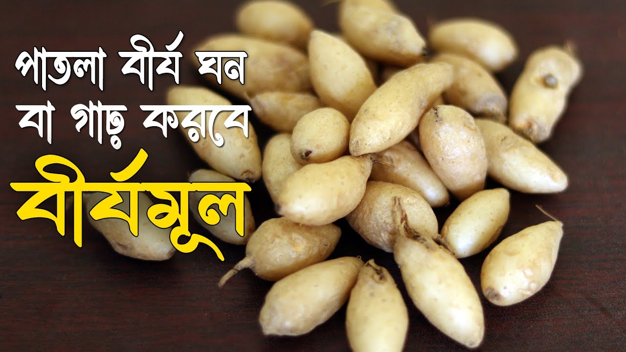 পাতলা বীর্য ঘন বা গাঢ় করার কার্যকর ওষুধ বীর্যমূল | বীর্য ঘন করার সহজ ...