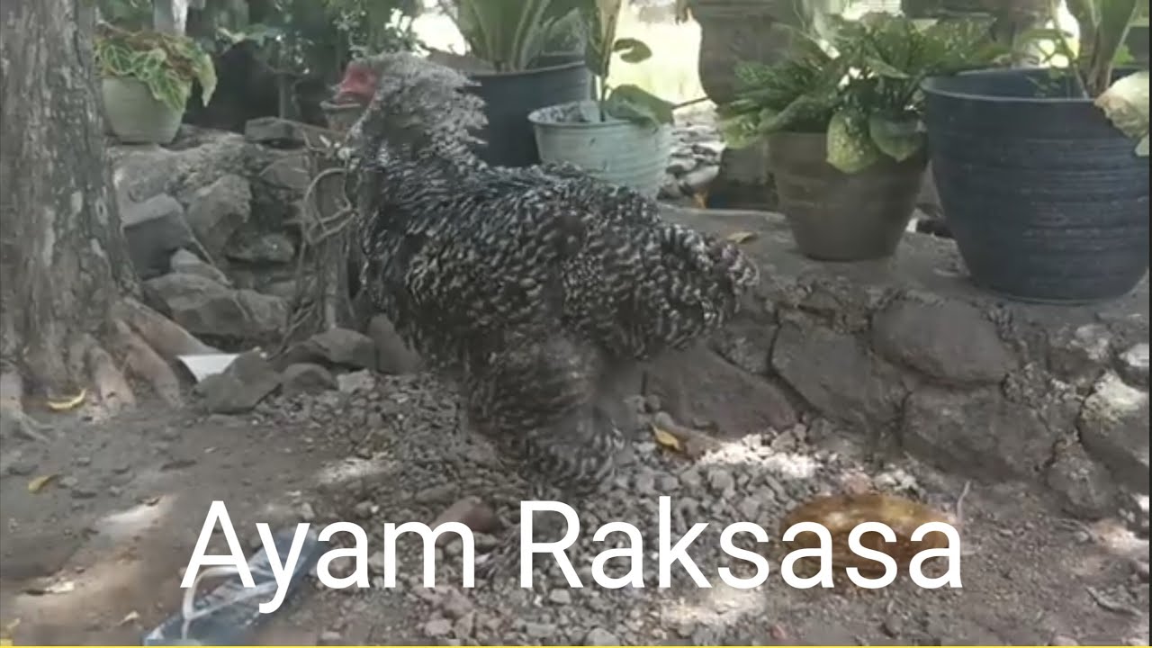 Yuk... melihat Ayam Raksasa di dunia - YouTube