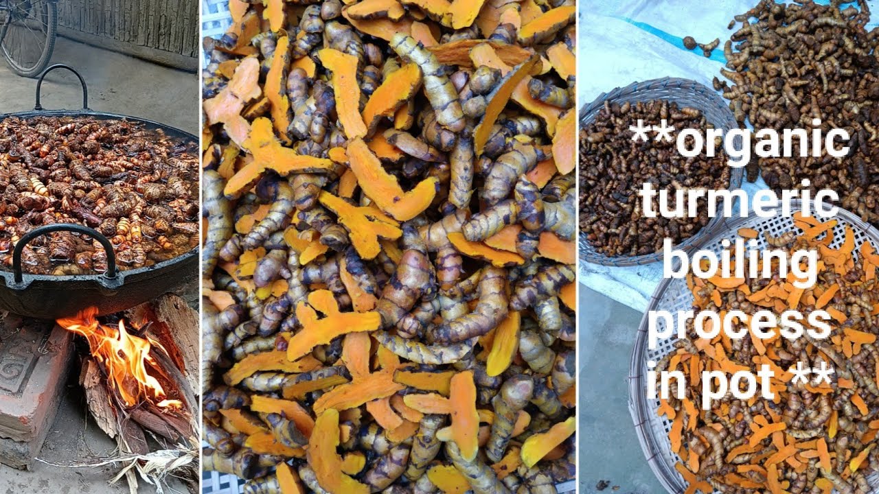 "TURMERIC powder "making process.||Orgenic turmeric boiling process in ...