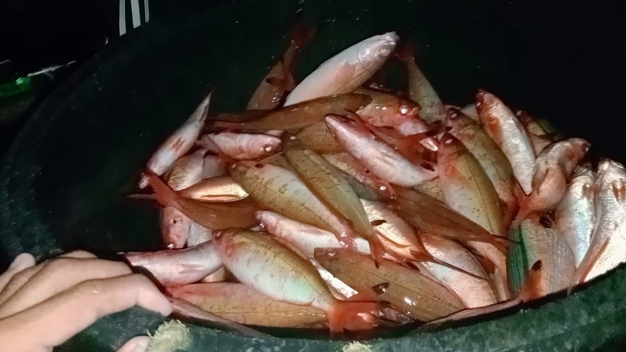 net fishing sulid o otdan jackpot - YouTube