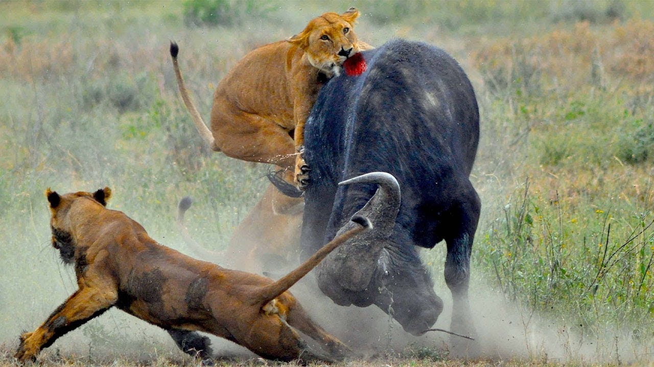 The Lion Attacks The Buffalo Alone, The Whole Herd Of Buffaloes Turns ...
