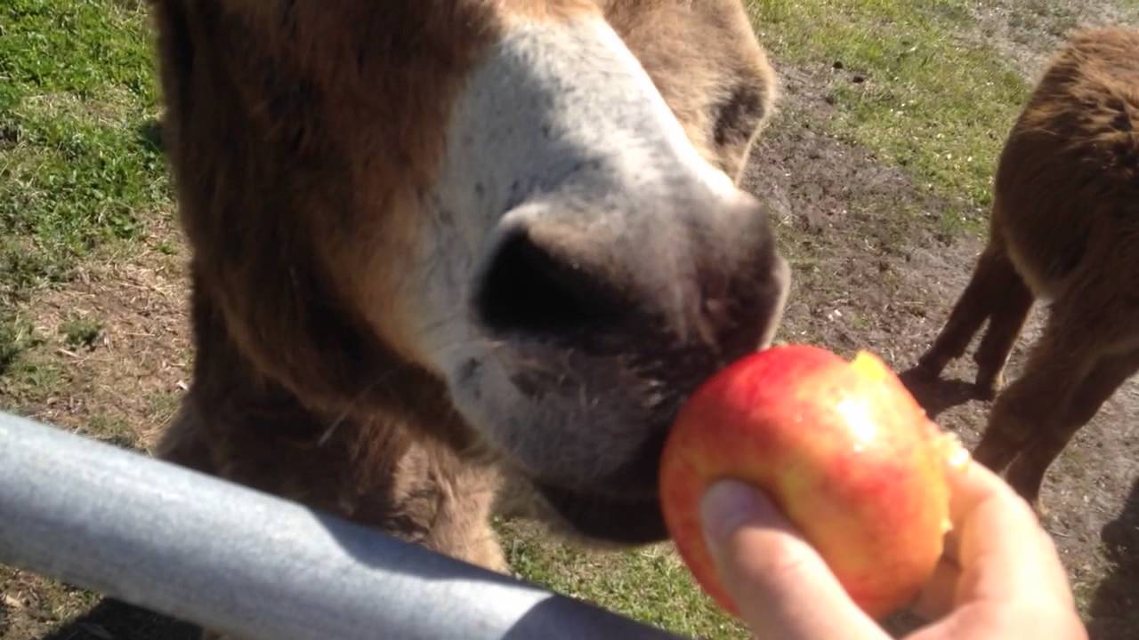 Donkey chomp - YouTube