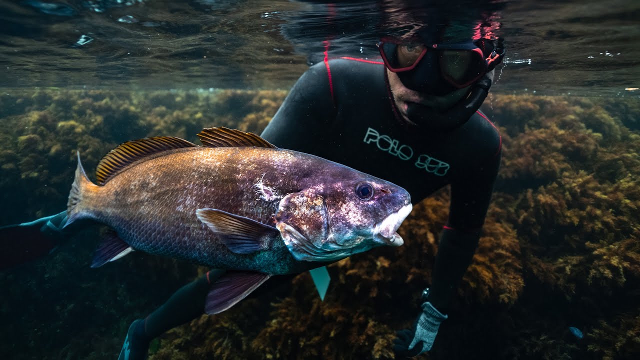 The BLACK SEA in Bulgaria is EPIC for Spearfishing🇧🇬 Not what I ...
