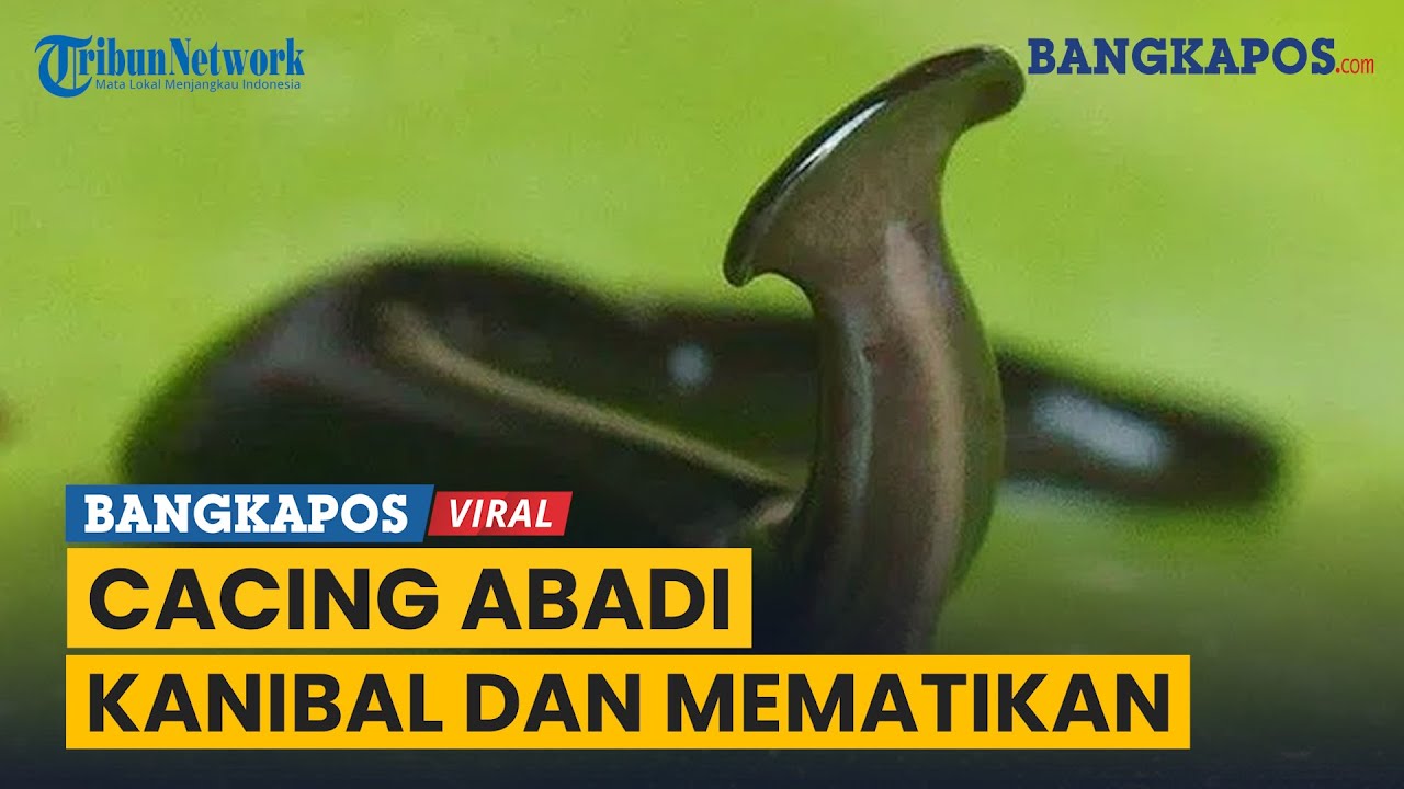Cacing Kepala Martil Cacing Abadi, Kanibal dan Mematikan. - YouTube