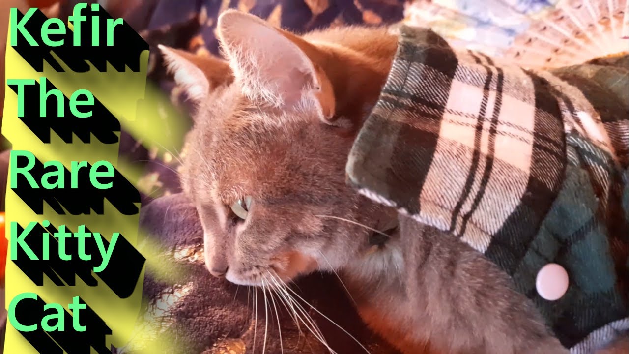 Kefir The Rare Kitty Cat - YouTube