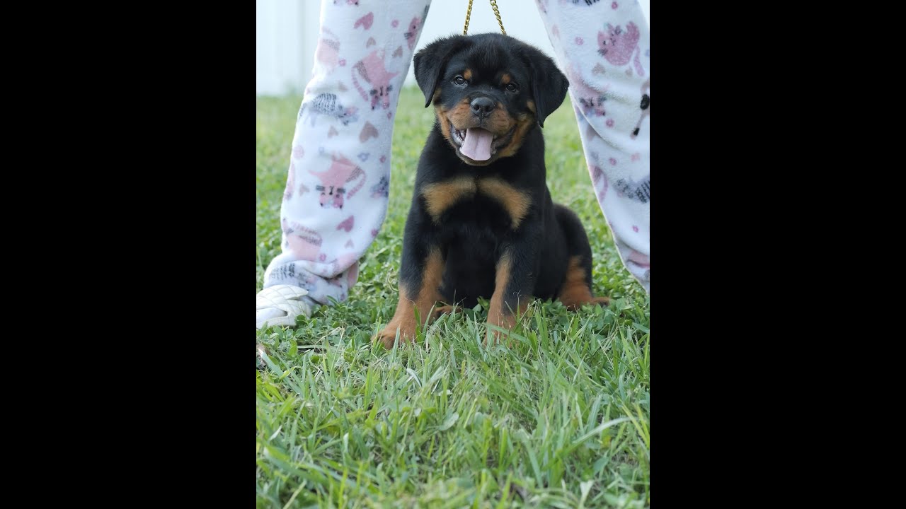 Den's Pharaoh - 9 Weeks Old Rottweiler Puppy - YouTube