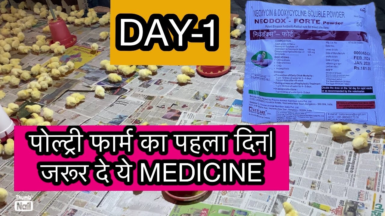 Day-1 broiler poultry farming| Medicine management | Broiler brooding ...