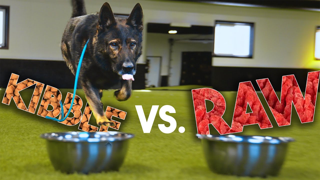 Kibble vs Raw, which is better? - YouTube