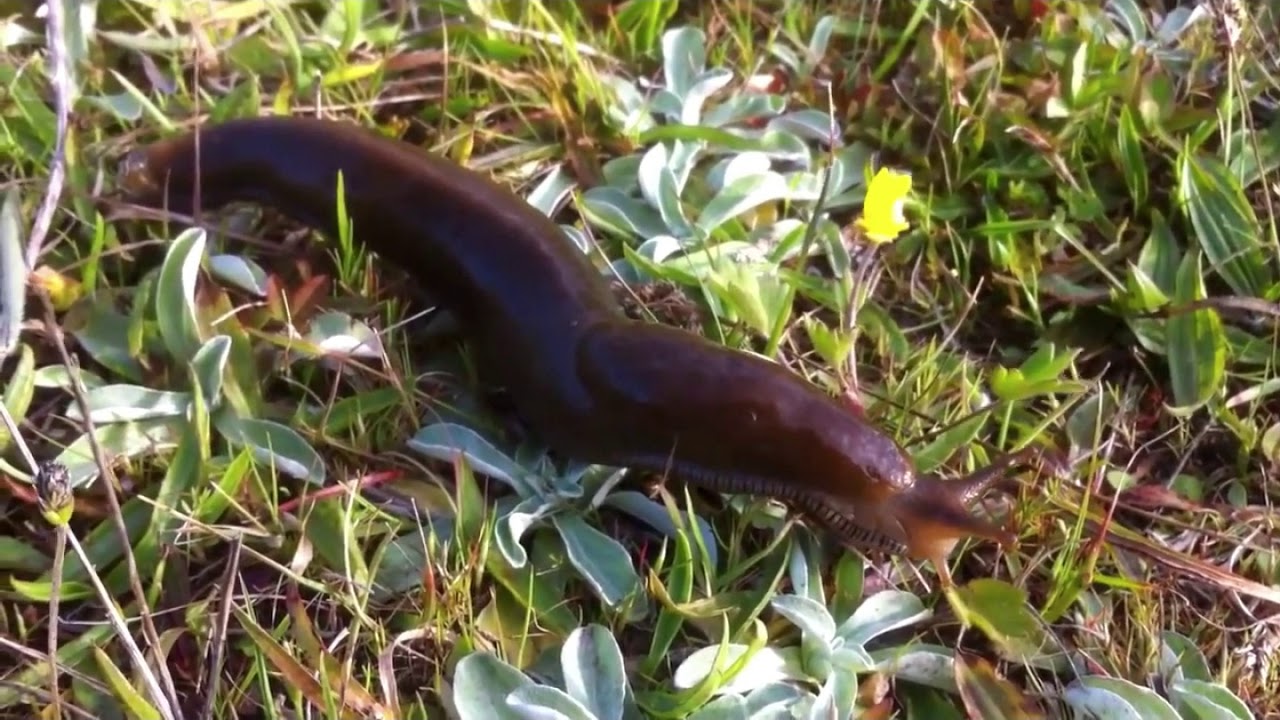 Slow Slug - YouTube