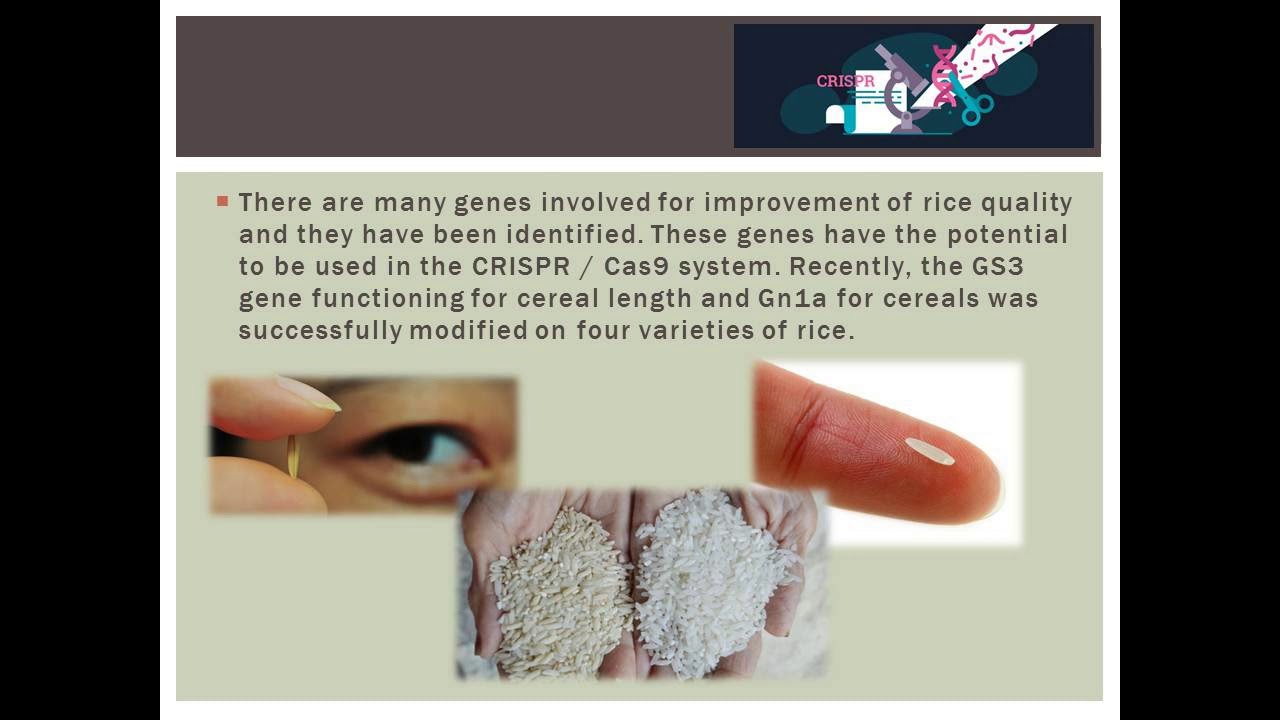Genome Editing: Application of CRISPR/Cas9 Technology For Rice Crop ...