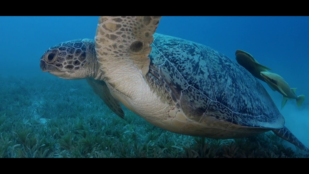 Tortue verte - Chelonia Mydas - YouTube
