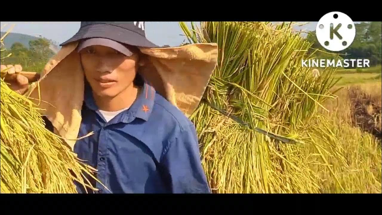 hnub no rov mus hlais nplej dua nawb lom zem tiaj2 nawb - YouTube