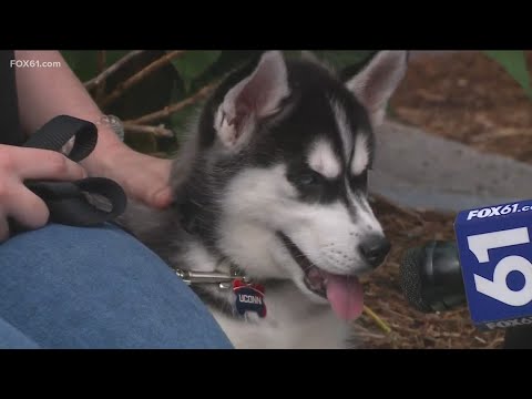 Meet Jonathan XV, UConn's newest mascot - YouTube
