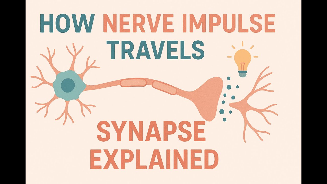 "Nerve Impulse and Synapse Explained | Class 11 Psychology Chapter 3 ...