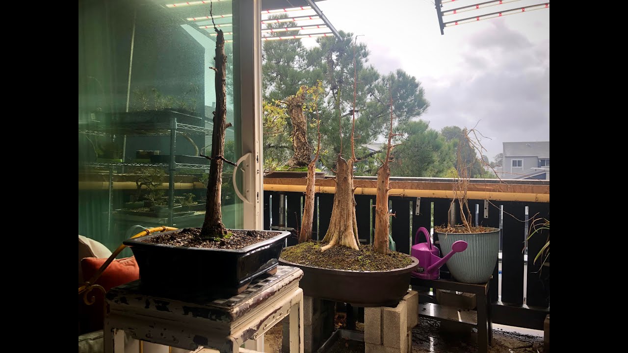 Patricia O'Connor, The Bonsai Balcony: Moving back from the high water ...
