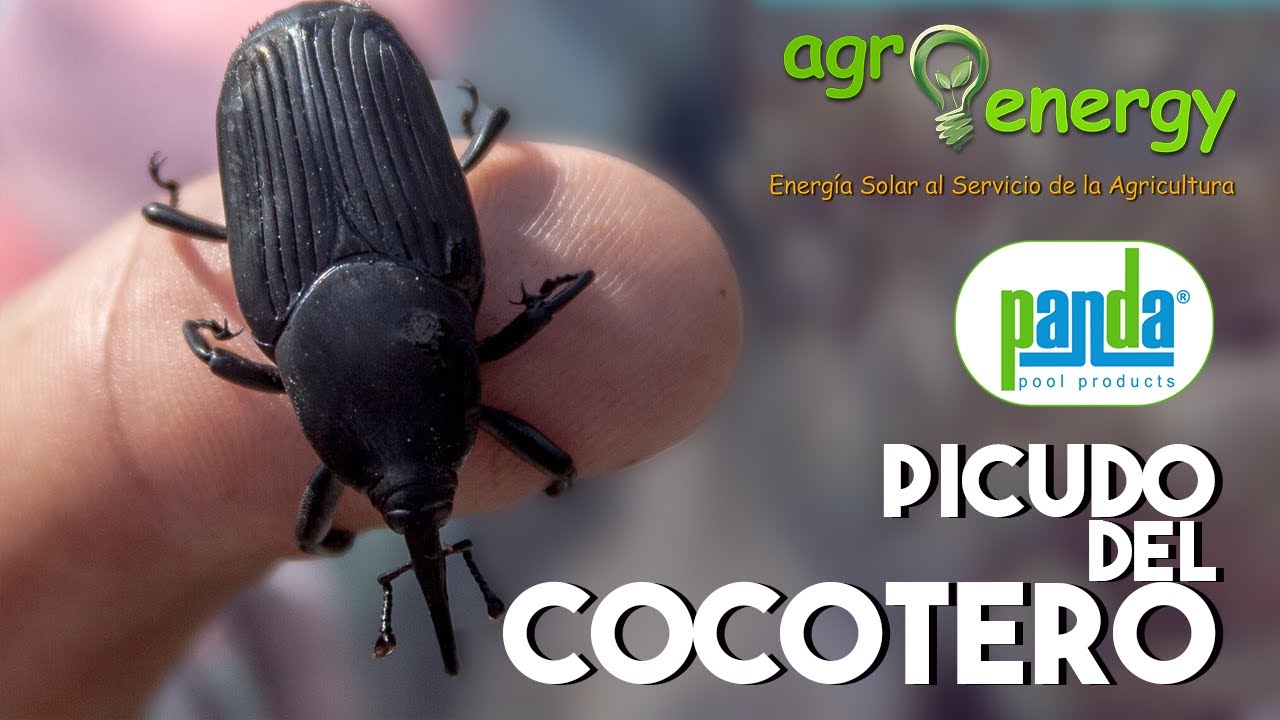 Hablemos sobre la plaga de los insectos picudo del cocotero #032 - YouTube