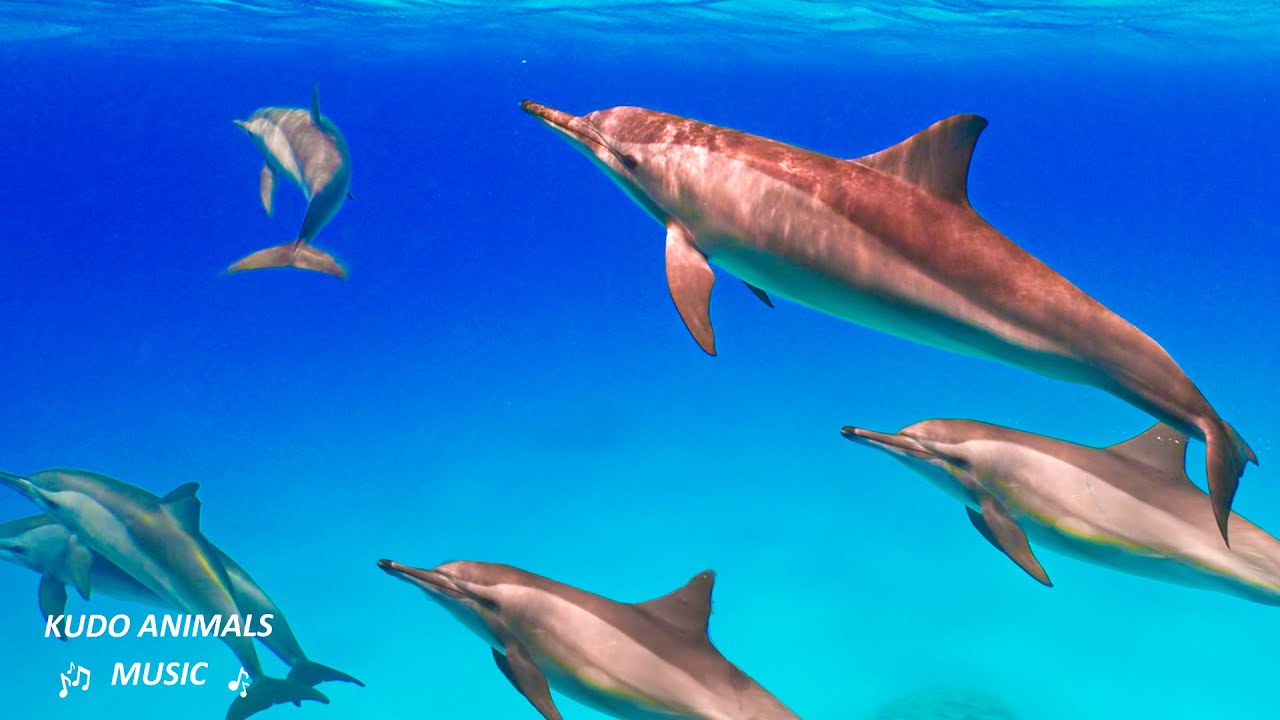 Discover Stunning of Sea Animals 4K | Relaxing Music With 4K Animals ...