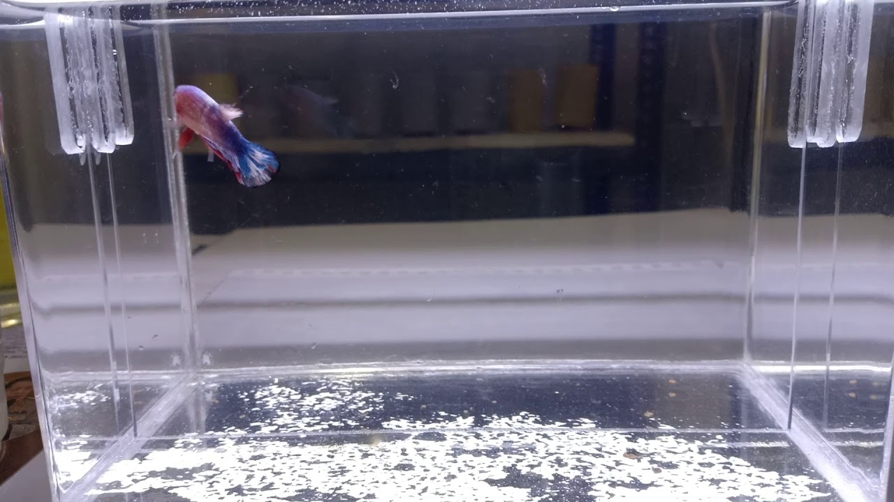 Female FCCP Plakat Army Blue Light - YouTube