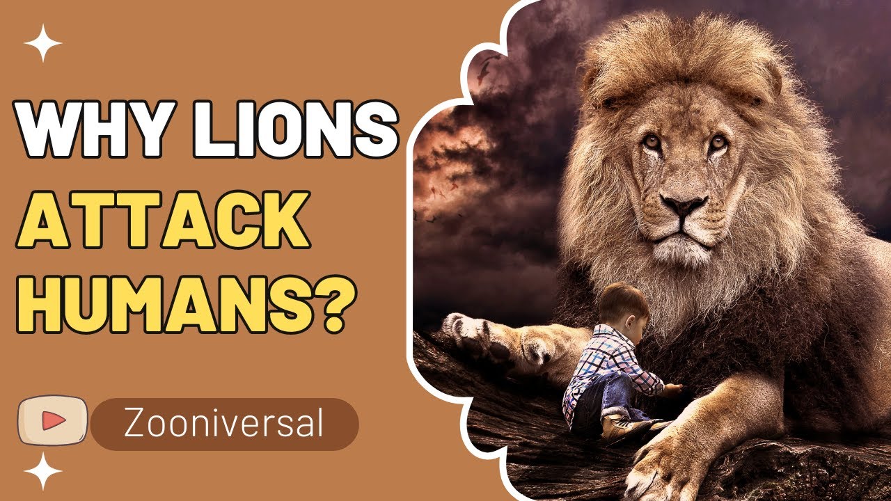 Human-Lion Conflicts: The Reasons Behind Lion Attacks !! - YouTube