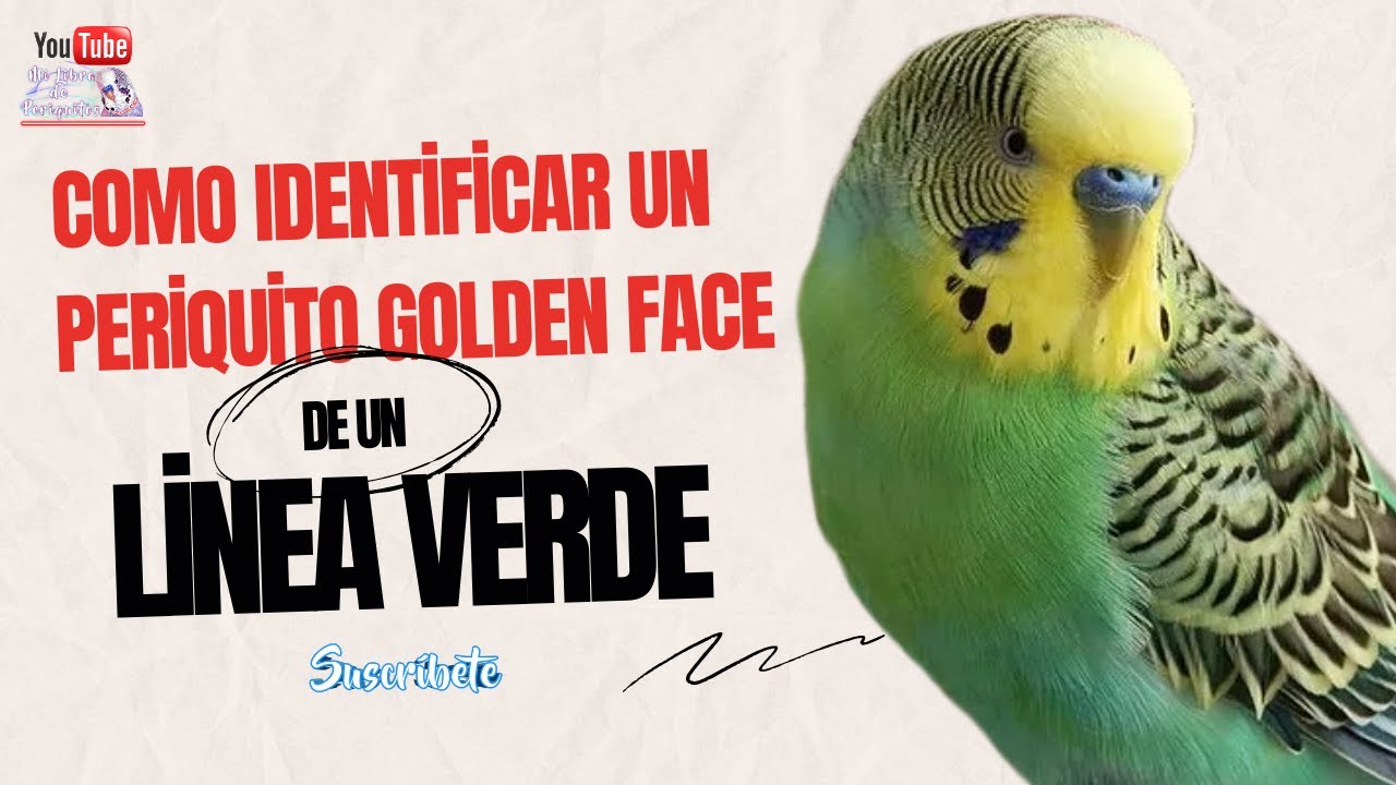 Como Identificar a un Periquito Golden Face de un Linea Verde - YouTube