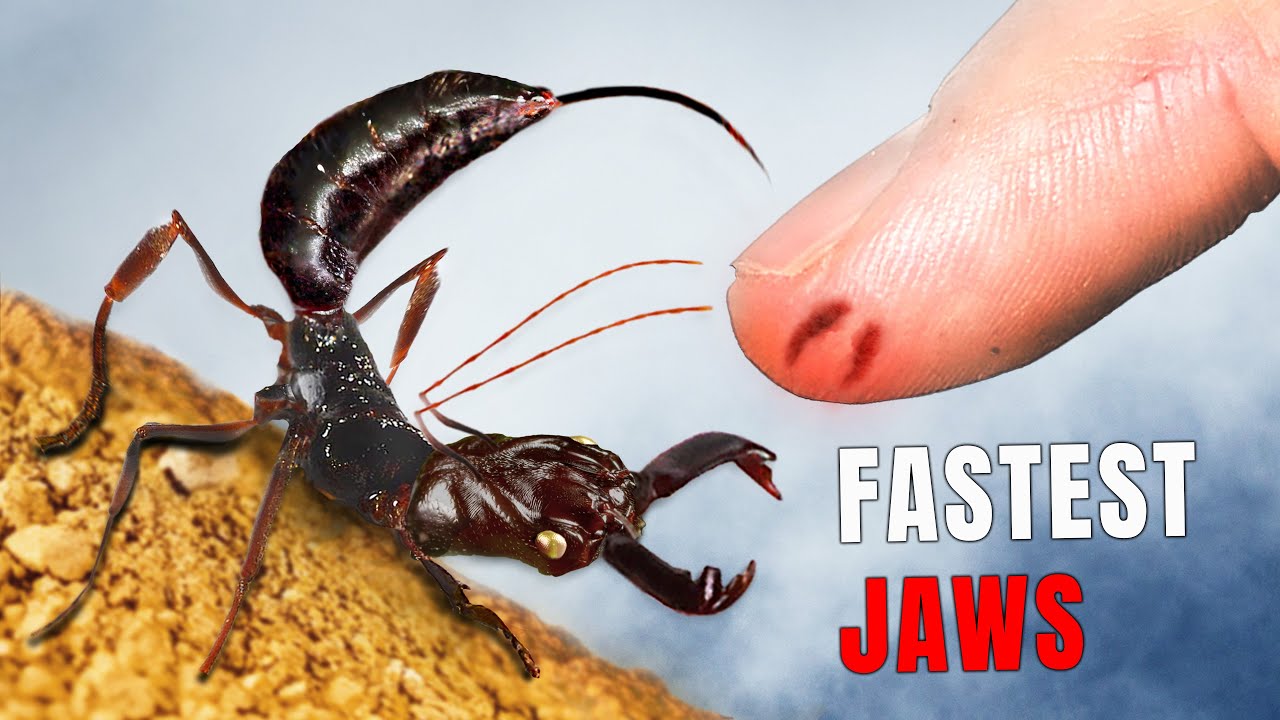 Bitten by the FASTEST Jaws and other Gnarly Insects Stings! - YouTube