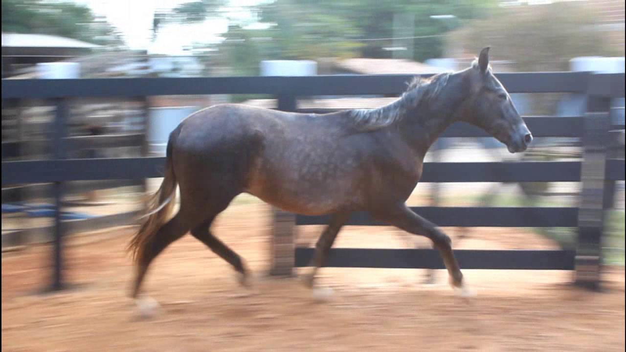 Tirano IEL Audax 50% ok - YouTube