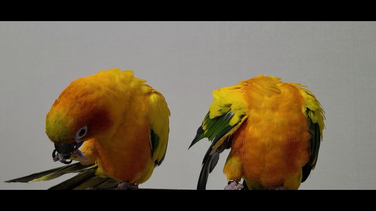앵앵이들 털갈이! (parrot's fur cleaning!) - YouTube