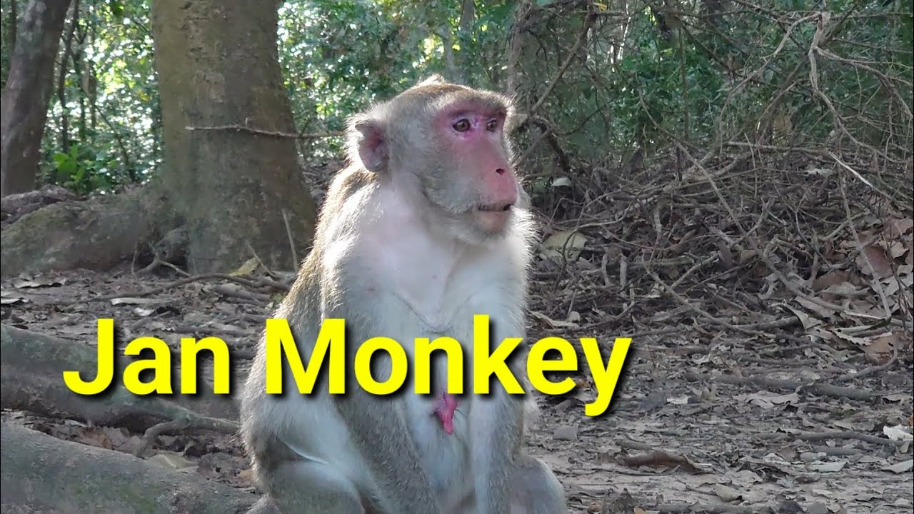 Jan Monkey present update In progress - YouTube