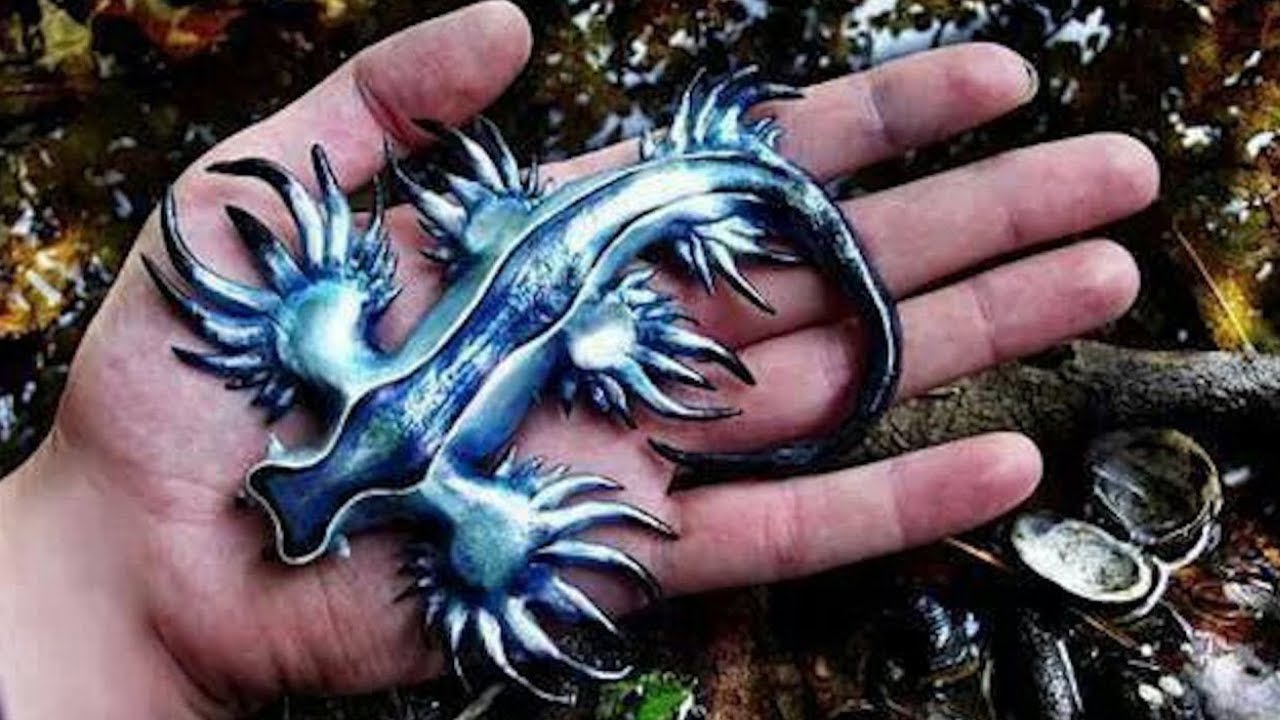 10 Bizarste Dieren Die Je Niet Kent - YouTube