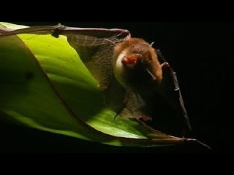 BATS USE ROLLED UP LEAVES AS TRUMPETS -2017 - YouTube