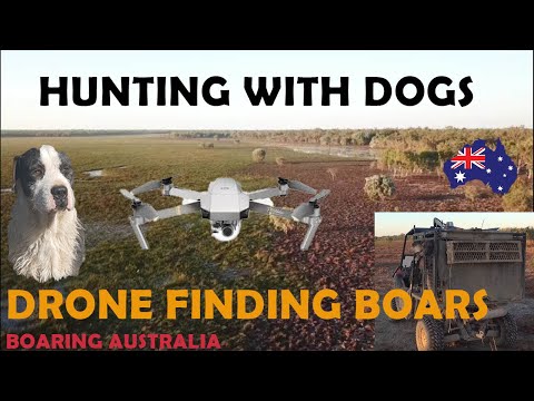 PIG HUNTING WITH DOGS AUSTRALIA - BULLDUST N BOARS 2019 DRONE TROPHY ...